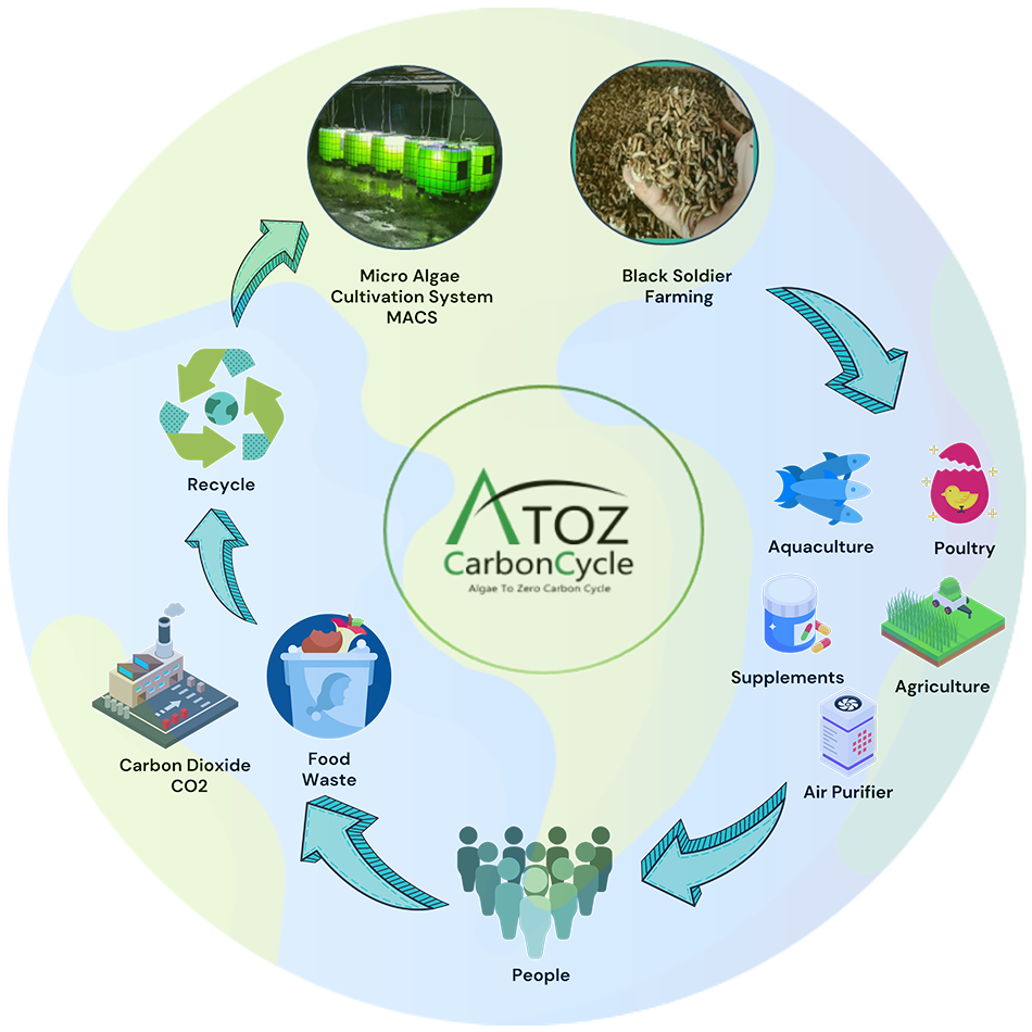 Atoz Carbon Cycle